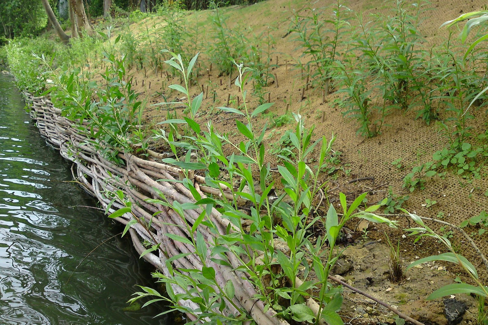 ONE LOVE FISHING-IRIE BLOG: Restauration des berges : Les fascines vivantes